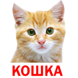 Flashcards for children: Play Online For Free On AllWebGames