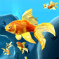 Ocean 3D: Goldfish (โดย BRL Games):เล่นออนไลน์ฟรีบน AllWebGames